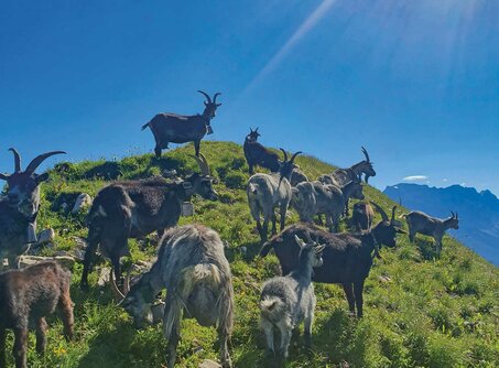 The secret of Tyrol’s blue goats | Tiroler Zugspitz Arena