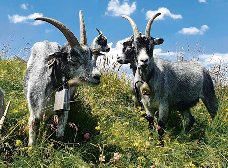 The secret of Tyrol’s blue goats | Tiroler Zugspitz Arena